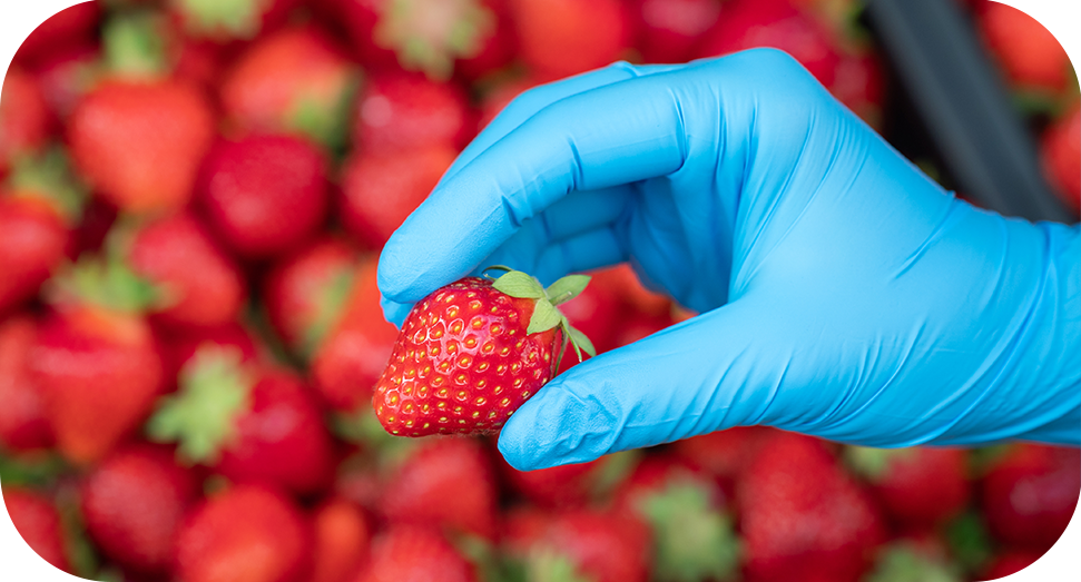 The Essential Role of Gloves in Restaurant Safety and Hygiene – SAFEKO